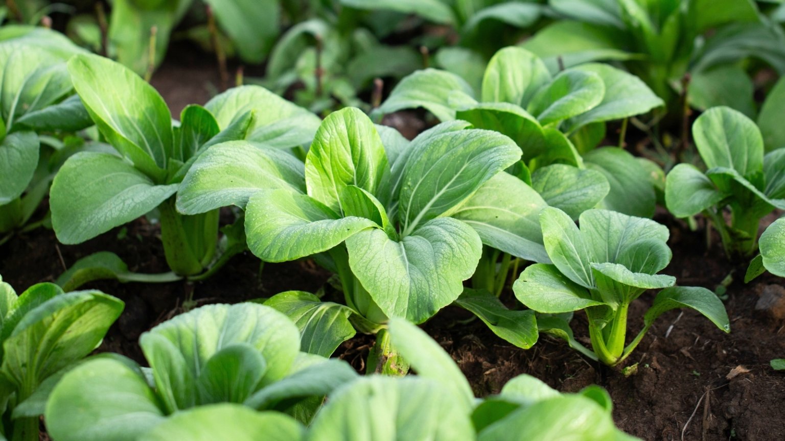 13 Vegetables You Can Winter Sow