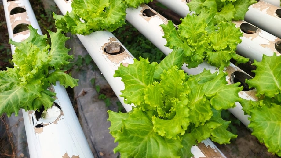 25 Vegetables to Grow in Your Hydroponic Garden