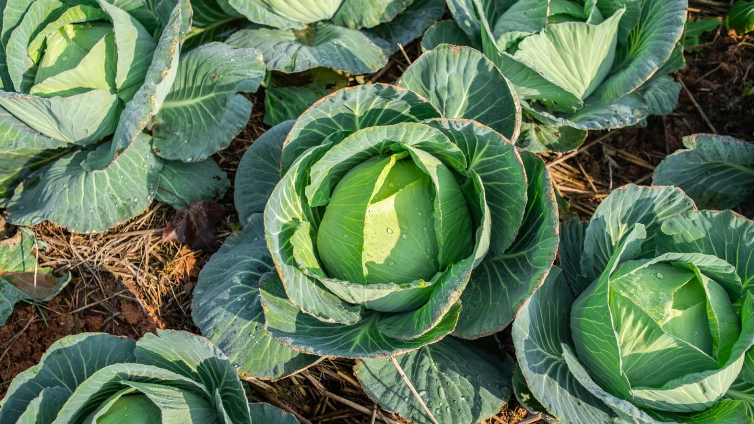 How to Plant, Grow, and Care for Cabbage
