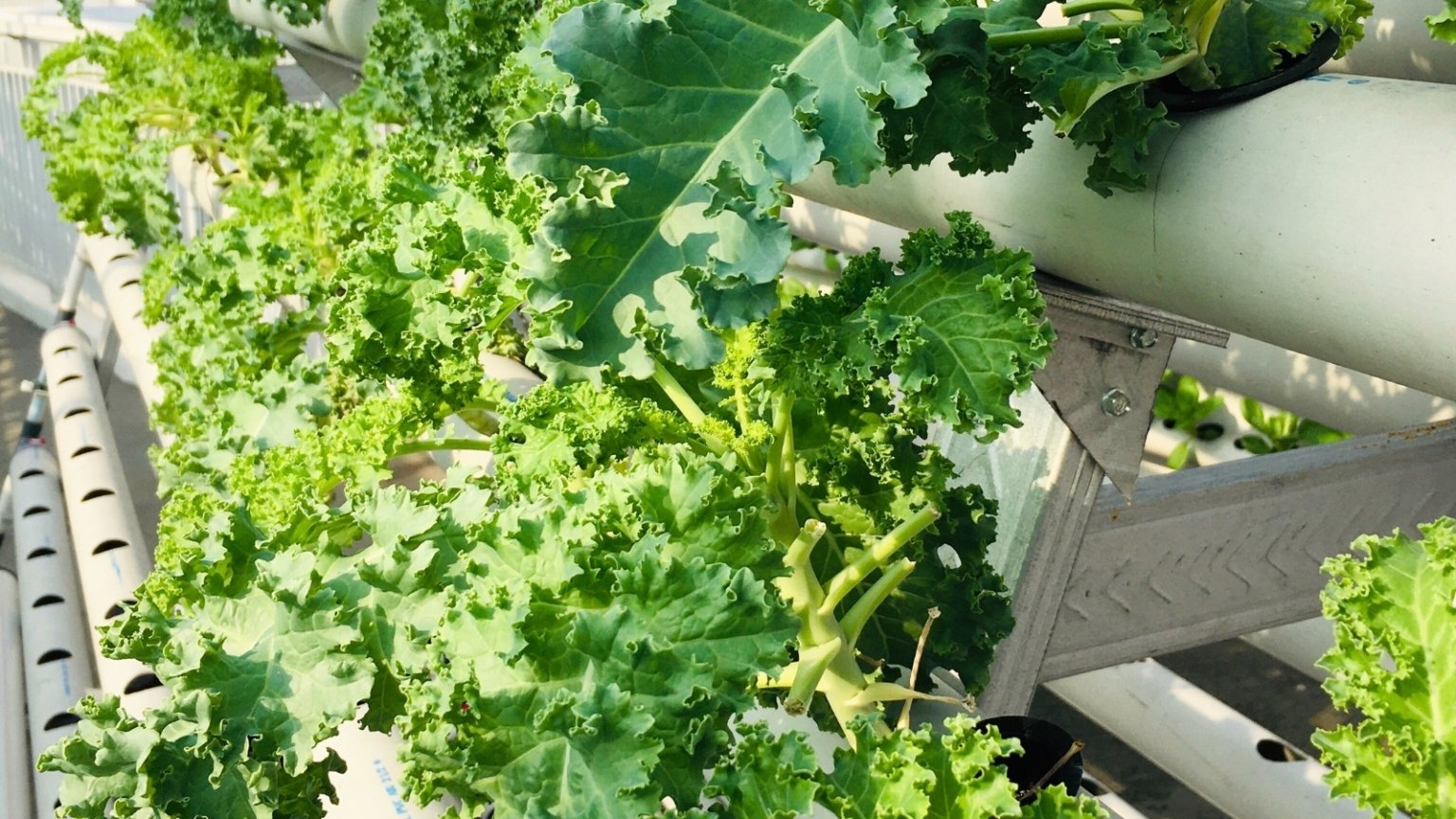 25 Vegetables to Grow in Your Hydroponic Garden