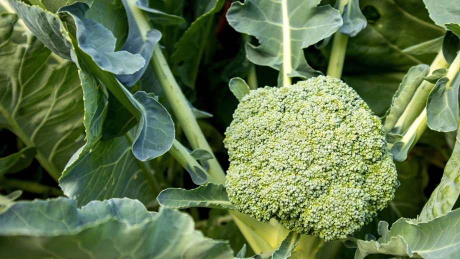 15 Seeds To Plant in February
