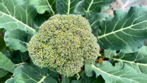 21 Types of Broccoli You Should Grow This Year - Epic Gardening