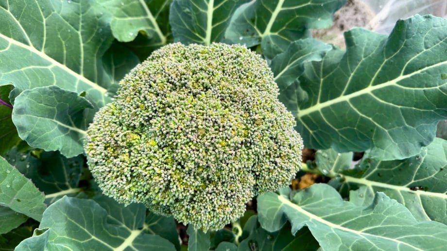 21 Types of Broccoli You Should Grow This Year - Epic Gardening