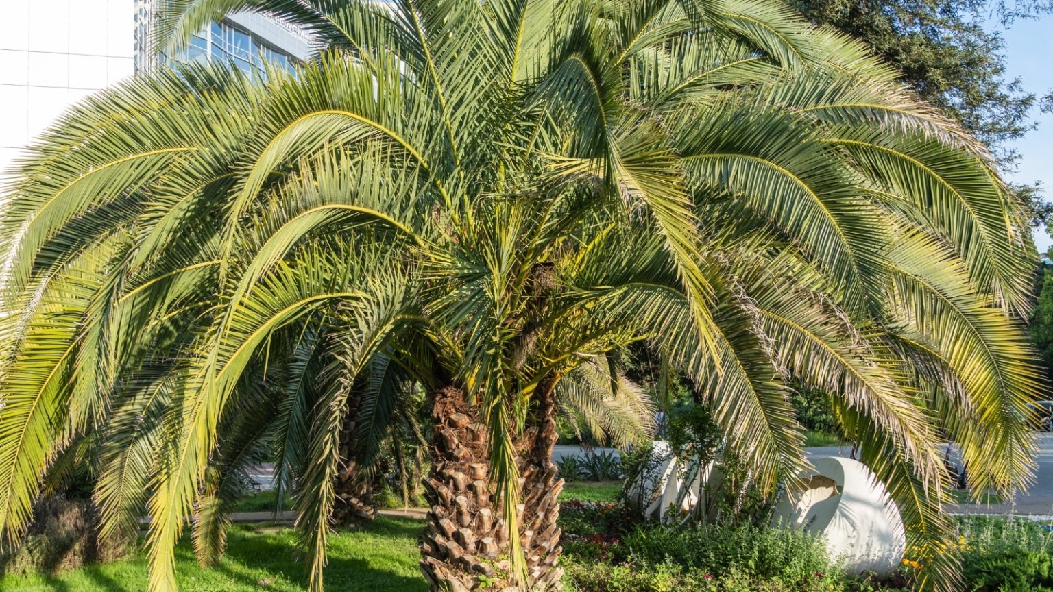 11 Hardy Palm Trees For Your Garden