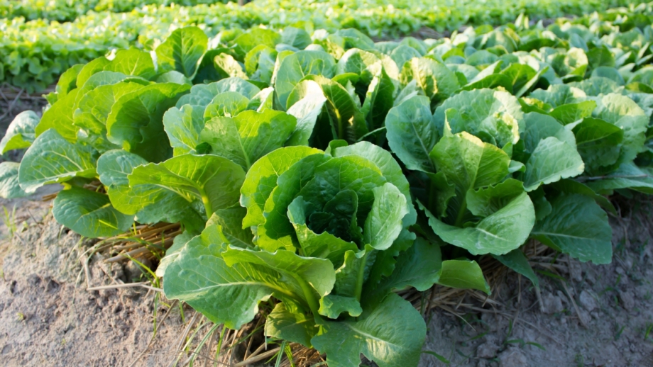 12 Crops We're Planting in 2025