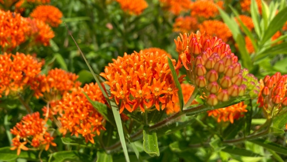 29 Native Plants For North Carolina Gardens