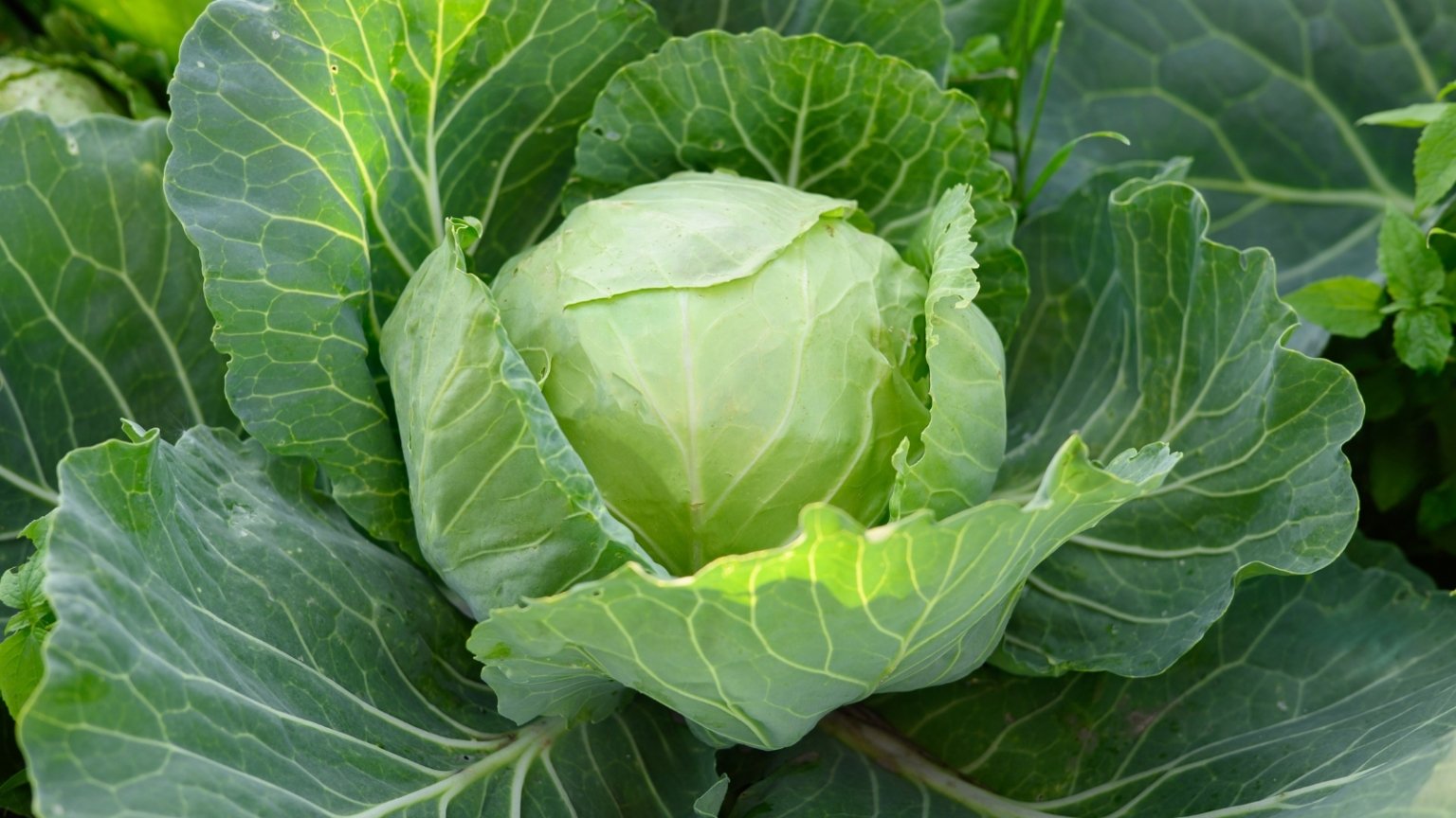 The 10 Best Veggies to Preserve: How to Do It- Epic Gardening