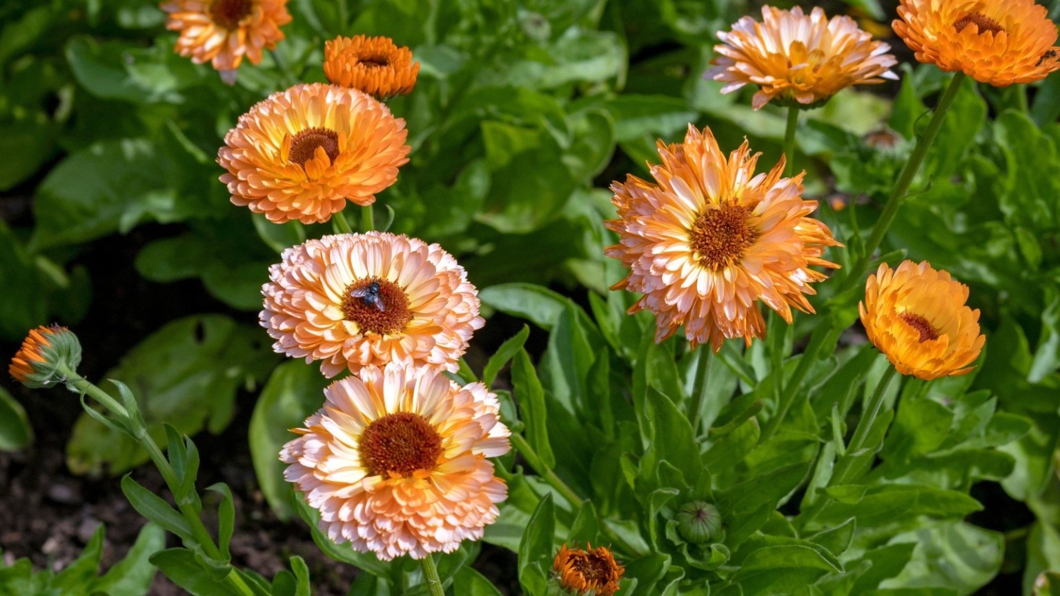 17 Best Beginner Flowers to Grow From Seed
