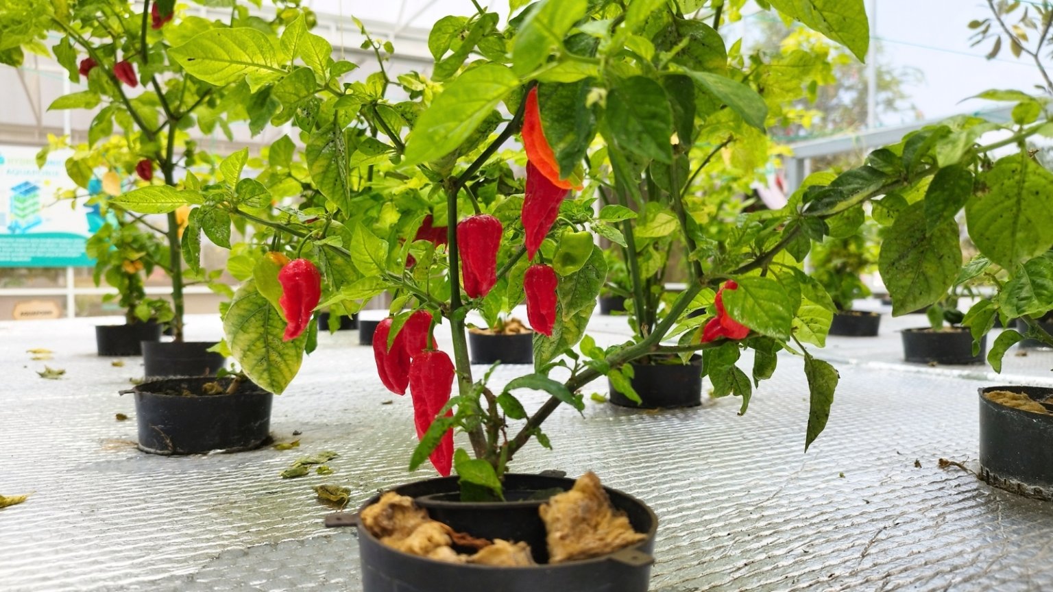 25 Vegetables to Grow in Your Hydroponic Garden