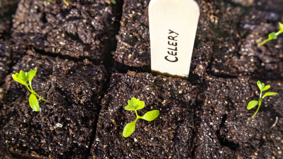 9 Best Containers to Use for Seed-Starting