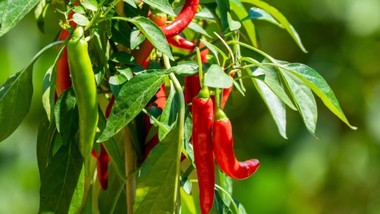 9 Seeds That Need Bottom Heat to Germinate