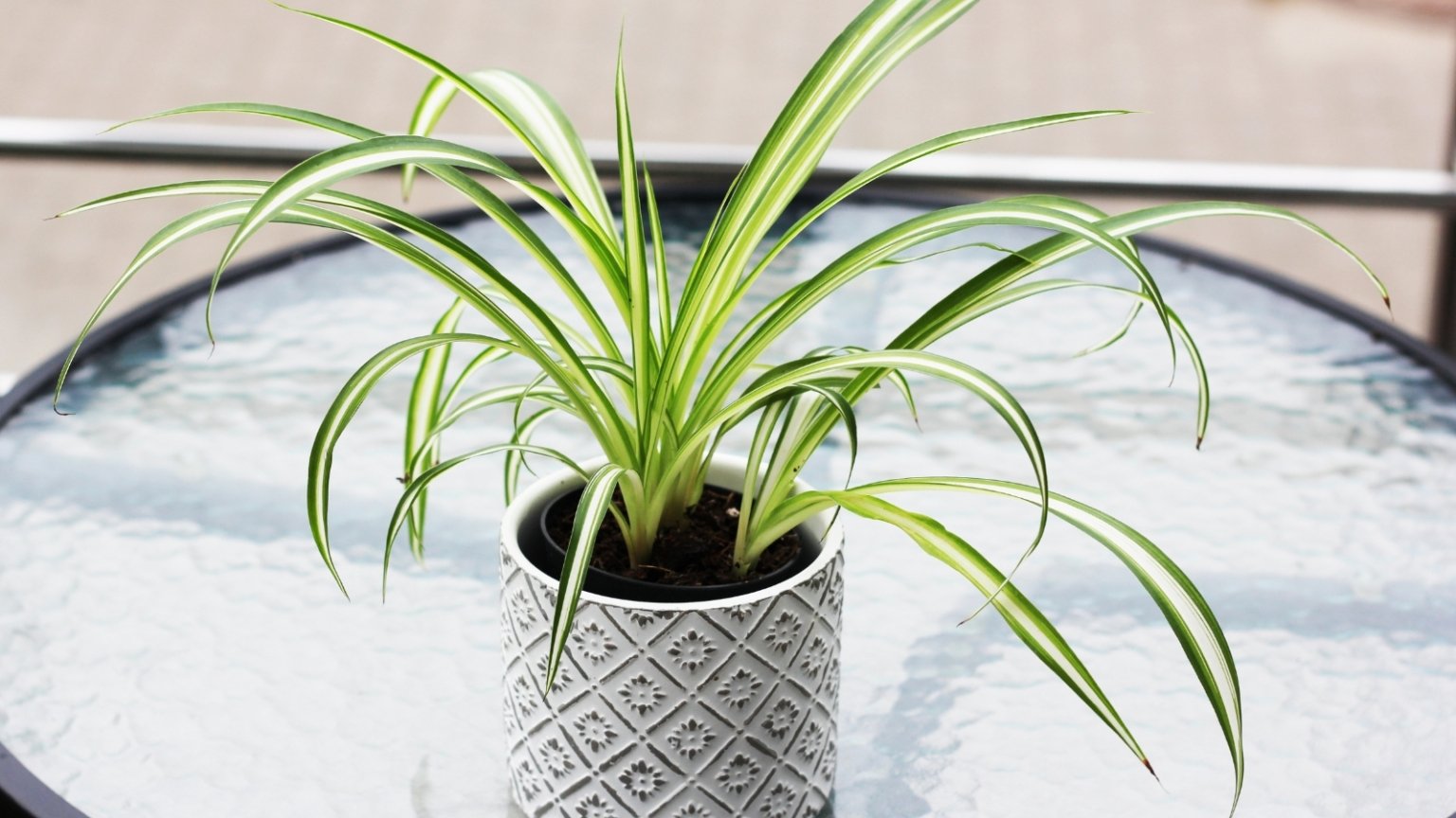 15 Houseplants That Love High Humidity