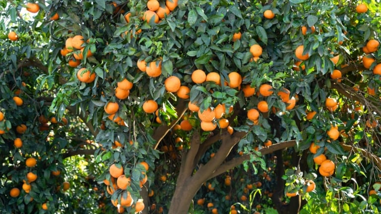 How and When to Pick Clementine Fruit