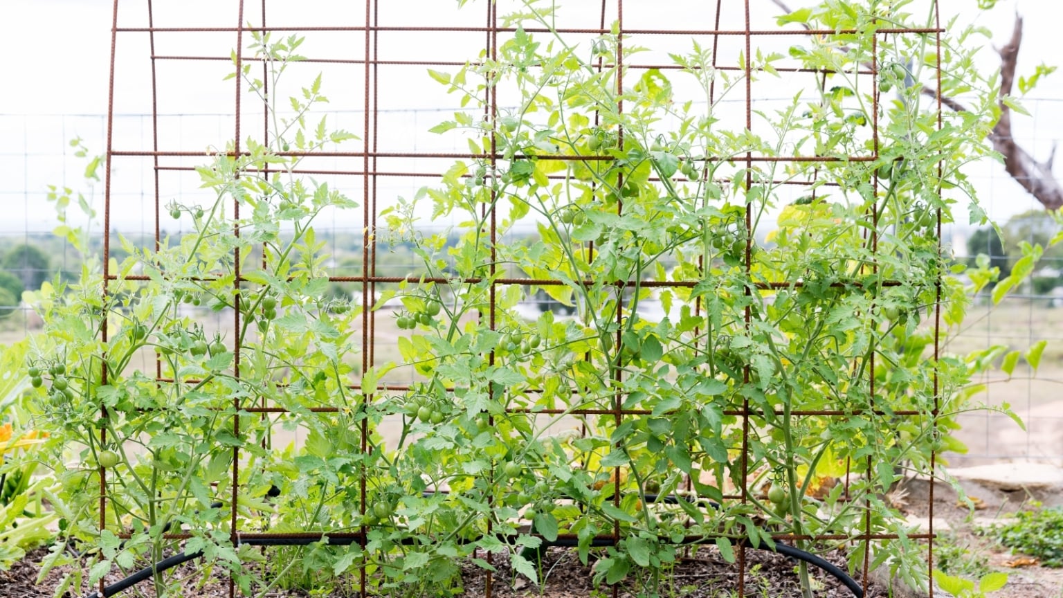 Planning Your Spring Vegetable Garden: 9 Pro Tips
