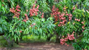 How to Plant, Grow, and Care for Lychee Trees