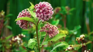When and How To Plant Milkweed: 5 Milkweed Growing Tips