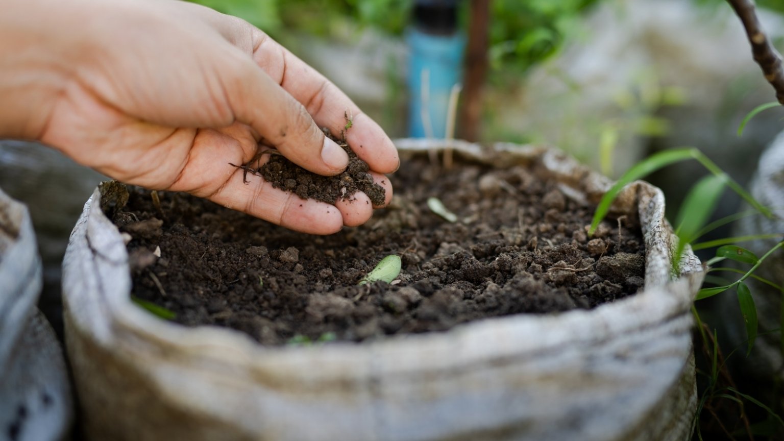The Best Performing DIY Soil Mix for Home Gardeners: How to Make it