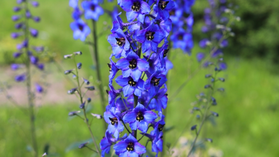 13 Hardy Annuals to Sow in February