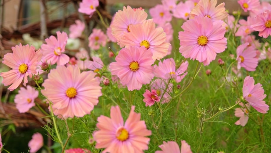 How to Plant, Grow, and Care for Cosmos