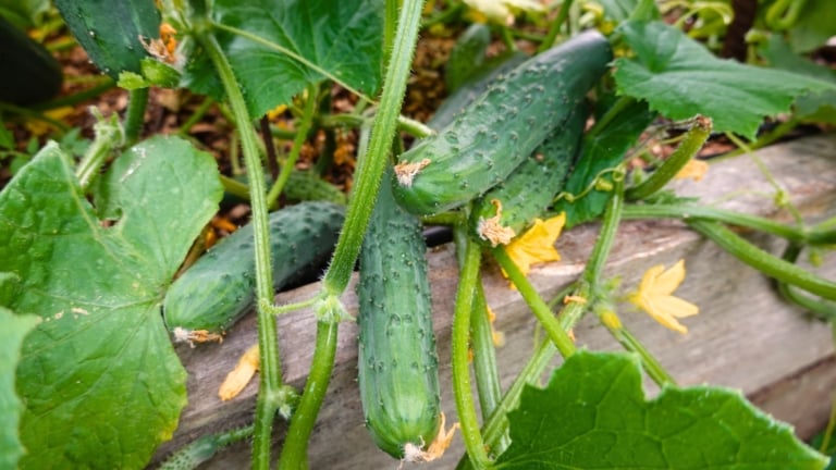 40 Cucumber Varieties You Should Grow