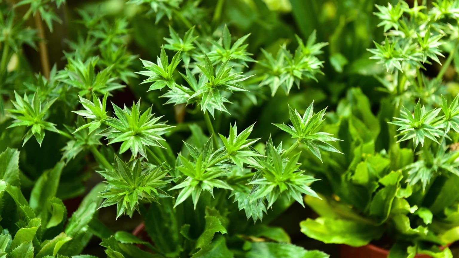 How to Plant, Grow, and Care for Culantro