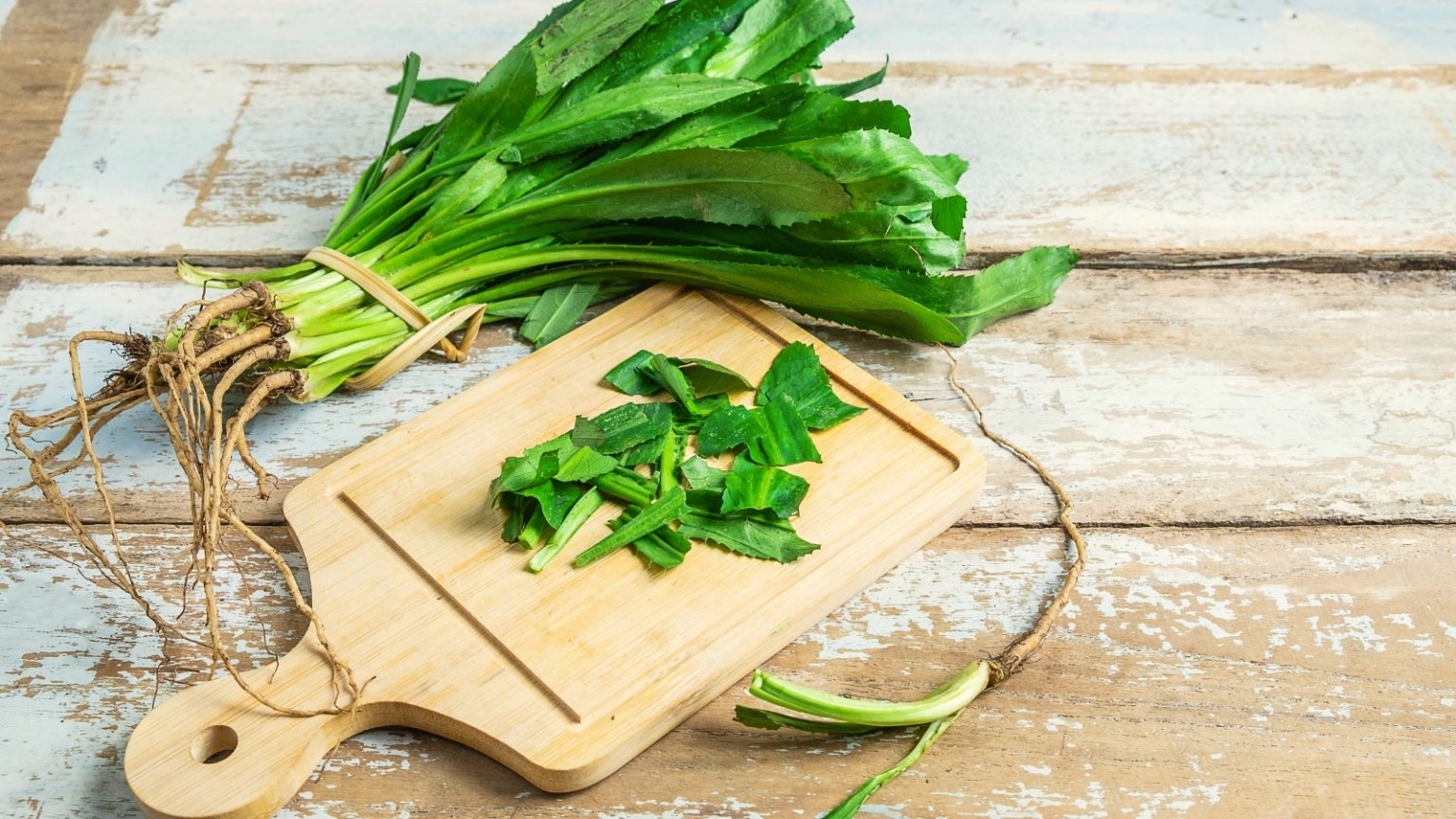 How to Plant, Grow, and Care for Culantro