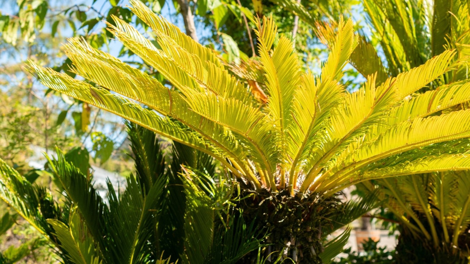 How to Grow and Care For Sago Palm Trees