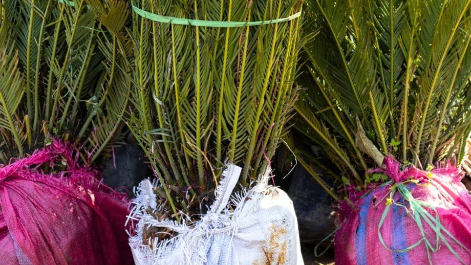 How to Grow and Care For Sago Palm Trees