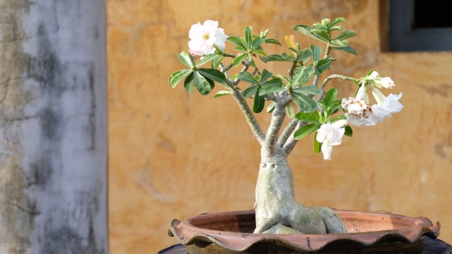 21 Houseplants That Like Low Humidity