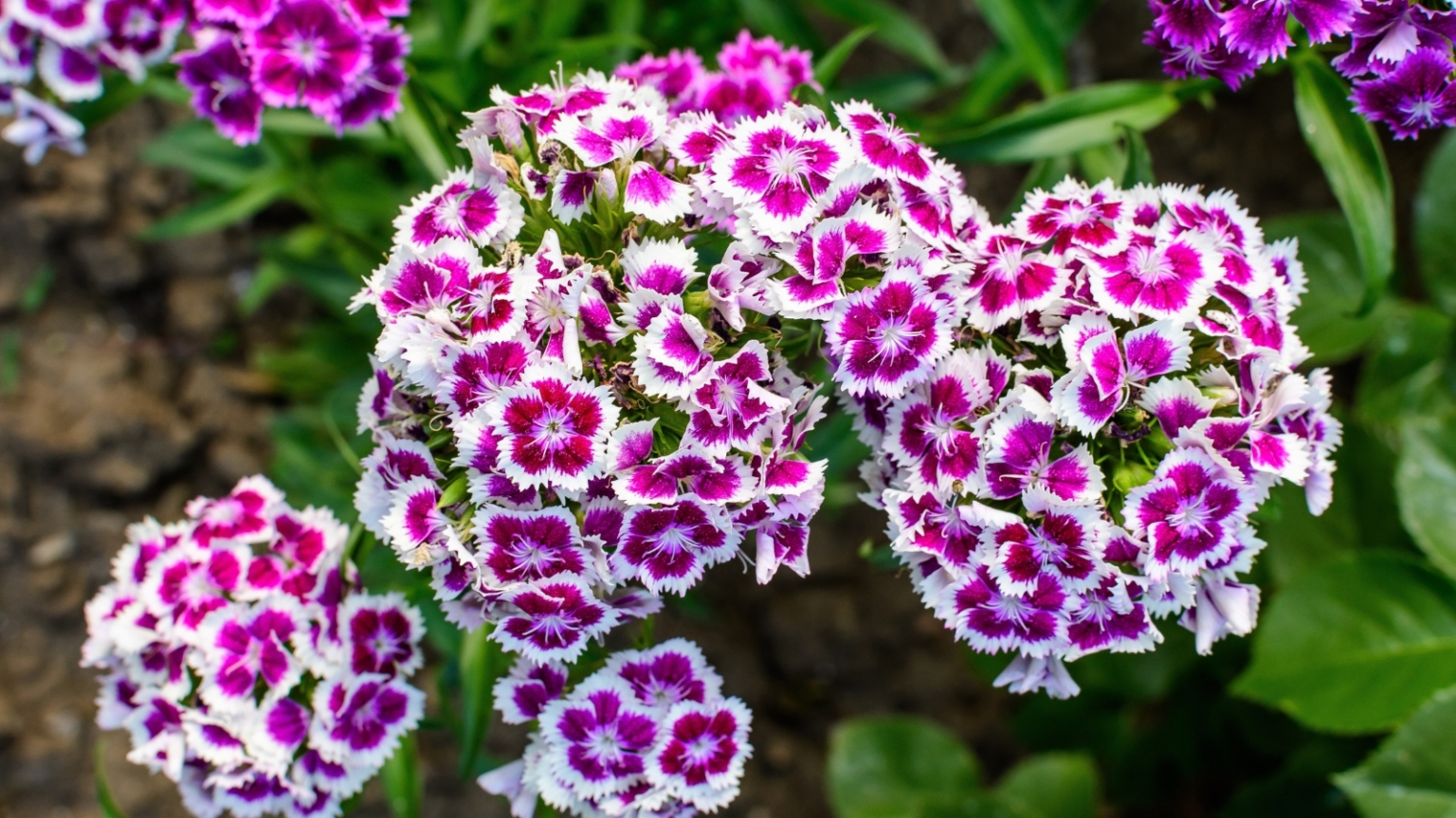 13 New Gardening Trends for 2025