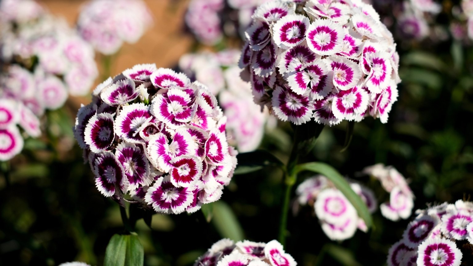 How to Plant, Grow, and Care for Dianthus