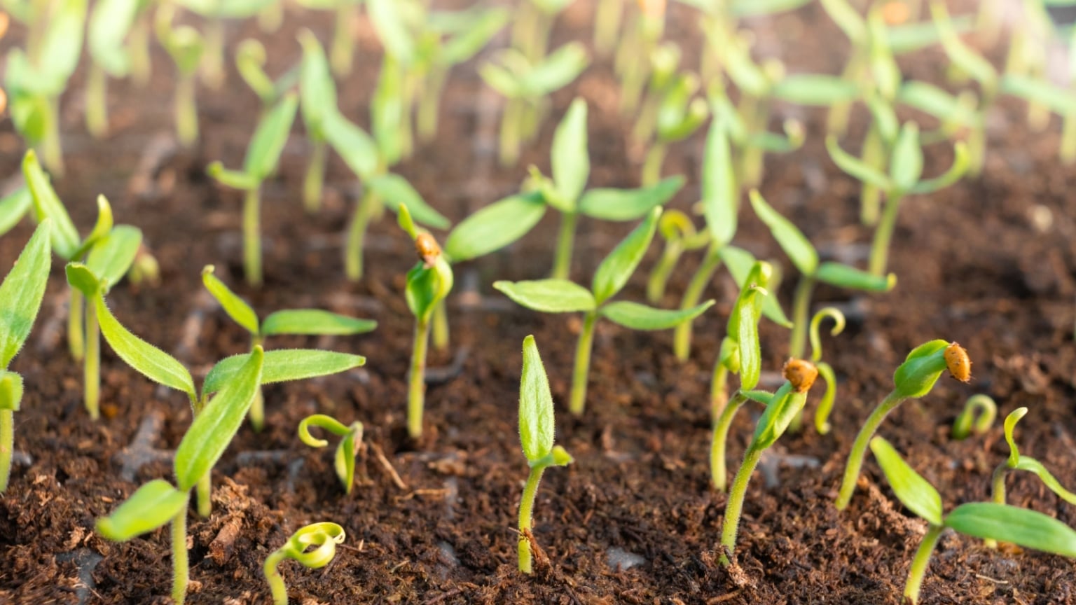 How to Plant, Grow, and Care for Eggplant