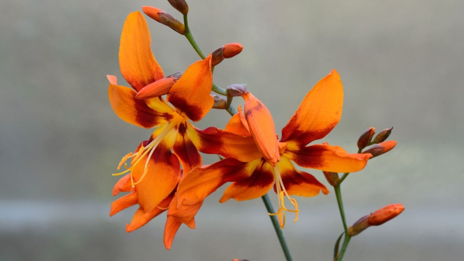 How to Plant, Grow, and Care For Crocosmia