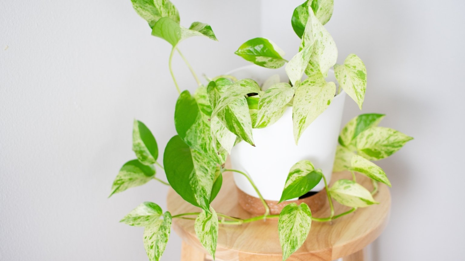 15 Houseplants That Love High Humidity