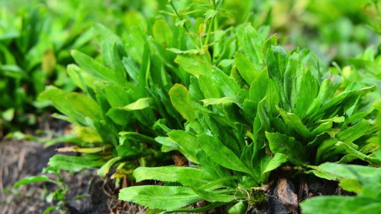 How to Plant, Grow, and Care for Culantro