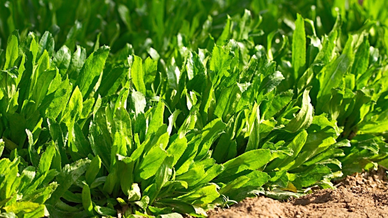 How to Plant, Grow, and Care for Culantro