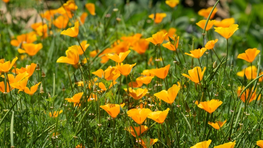 No-Fail Winter Sowing: 15 Easy Seeds to Try