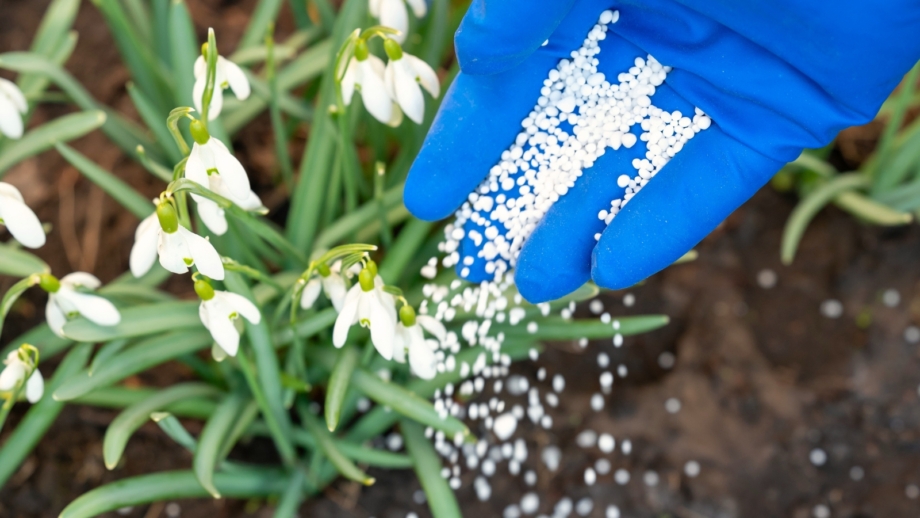 Planning Your Spring Flower Garden: 7 Pro Tips