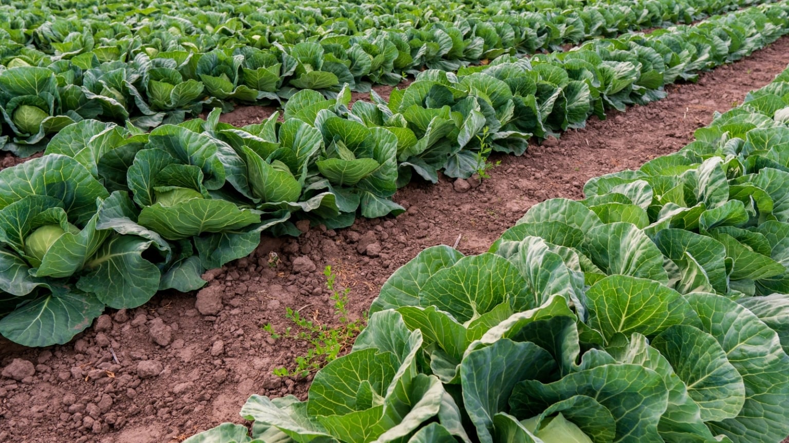 Crop Rotation Made Simple: The Four-Year Plan
