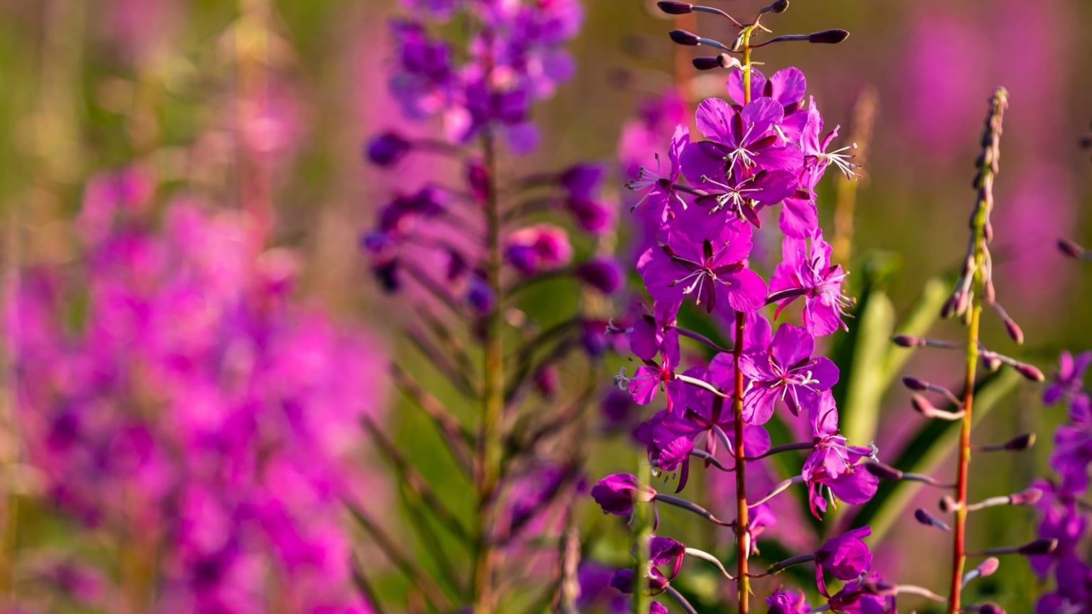 13 US-Native Plants That Can Withstand Extreme Cold