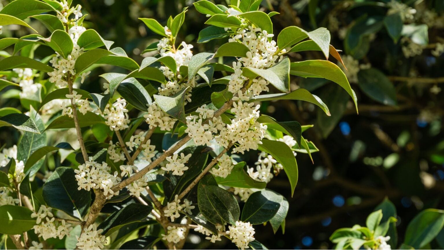 15 Evergreen Shrubs With Fragrant Flowers
