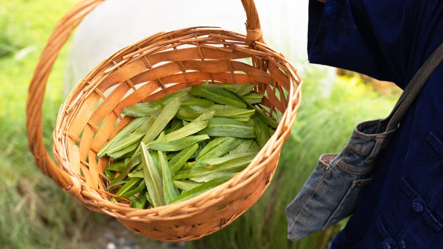 How to Plant, Grow, and Care for Culantro