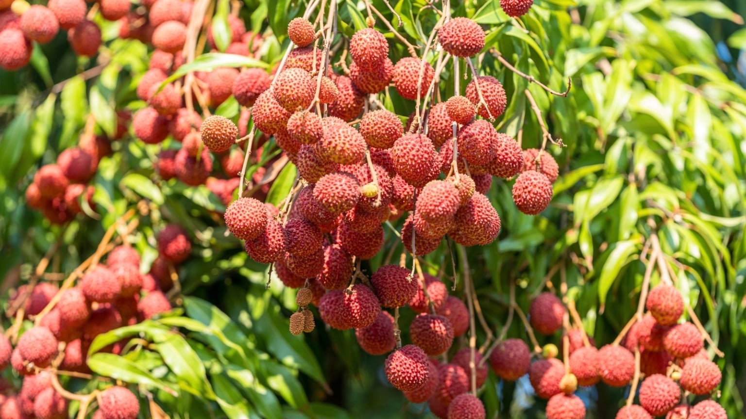 11 Tropical Fruits You Can Grow in Containers