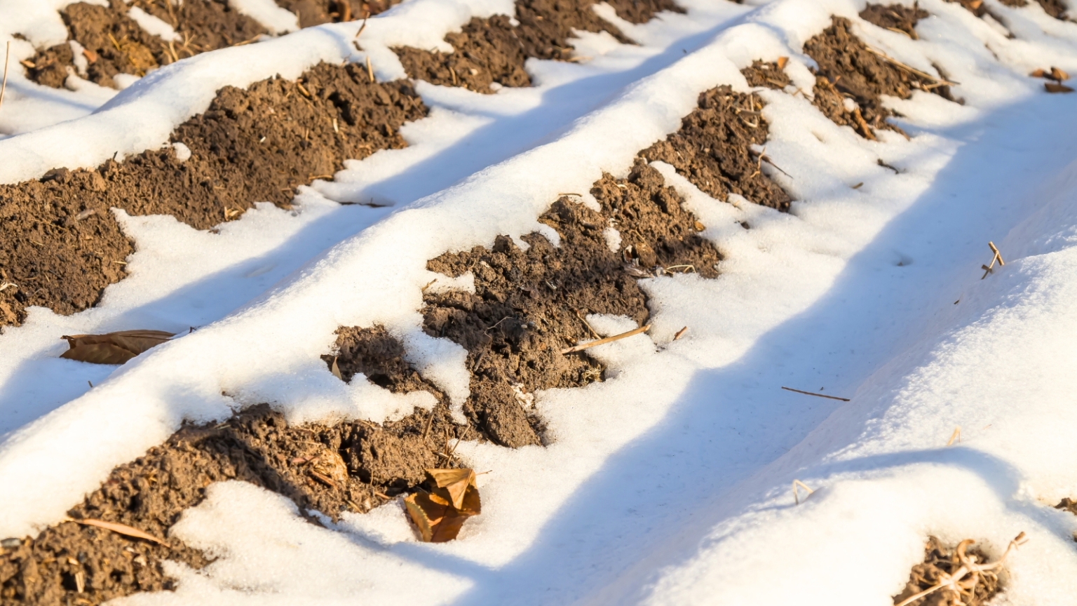 How To Winter Sow Poppies in 5 Steps