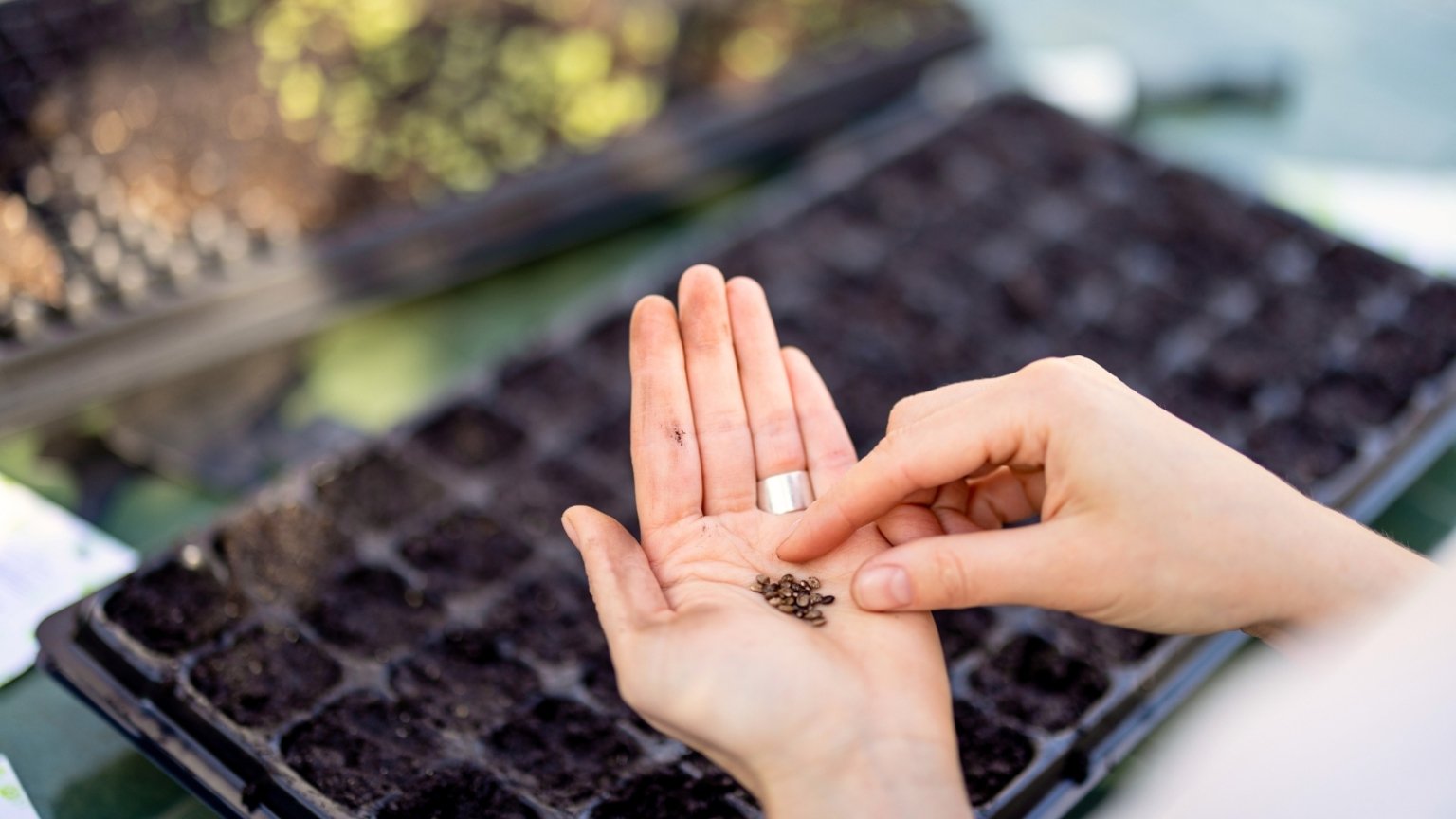 7 Tips for Faster Seed Germination