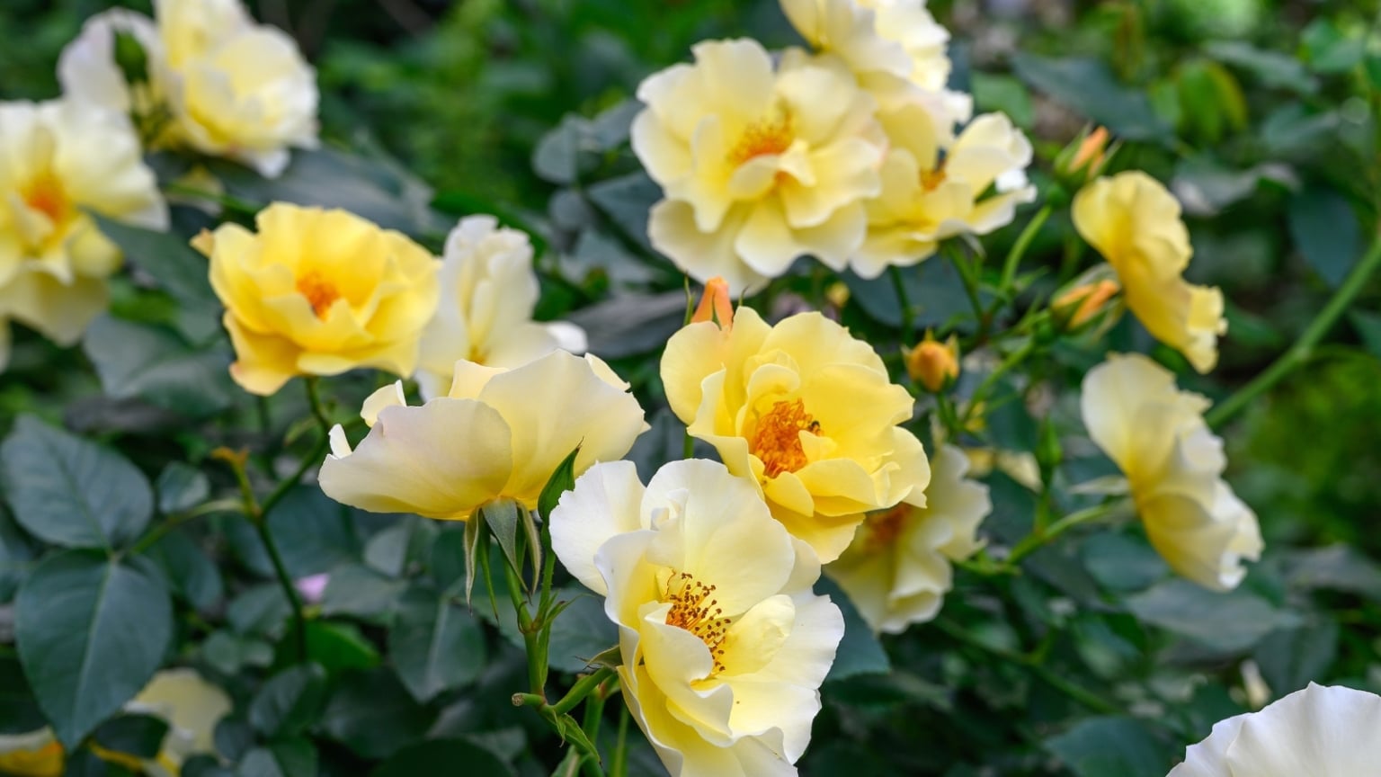 17 Collector-Favorite Roses to Order In February