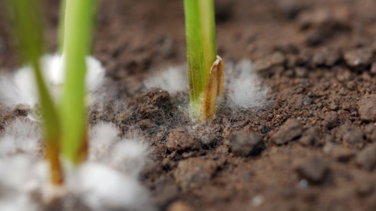 5 Common Hellebore Diseases: ID and Treatment