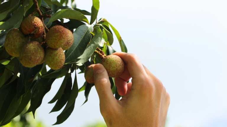 How to Plant, Grow, and Care for Lychee Trees