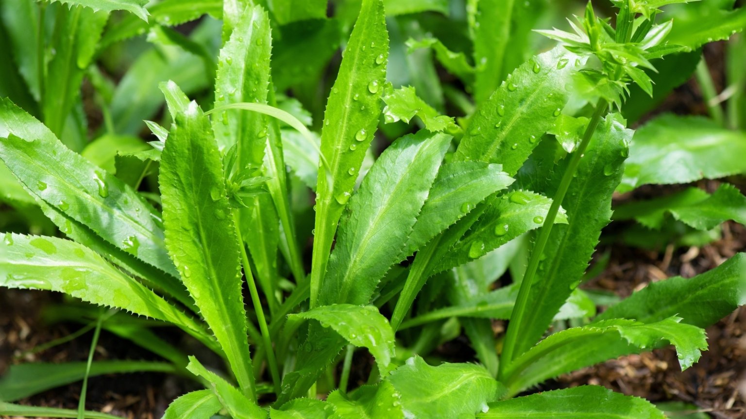 How to Plant, Grow, and Care for Culantro