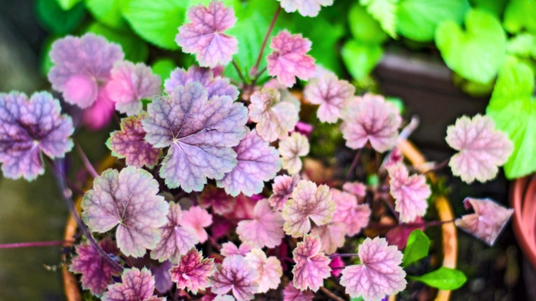 How to Grow Coral Bells (Heuchera) from Seed